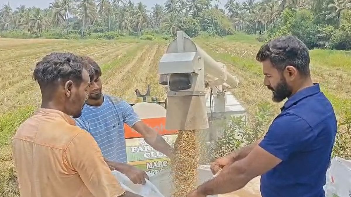 Farmers in Nuvem Celebrate Successful Harvest After Reviving Abandoned ...